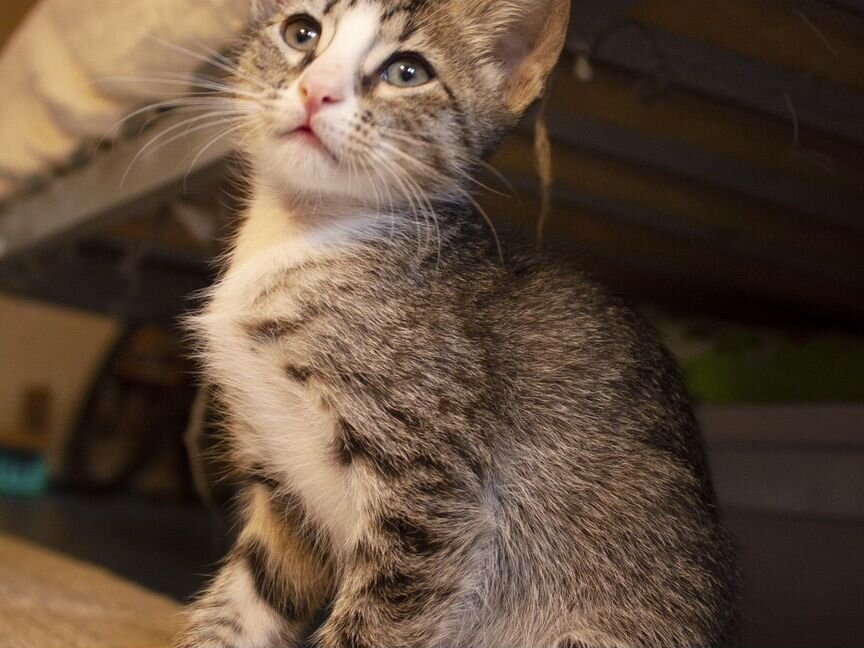 Котенок Проша 2,5 месяца