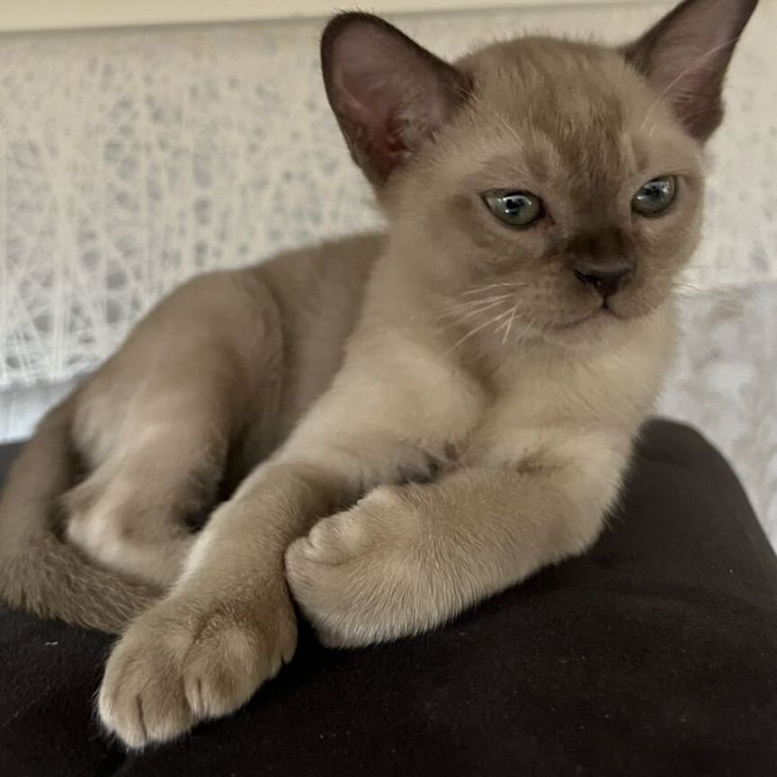 Американский бурманский котёнок