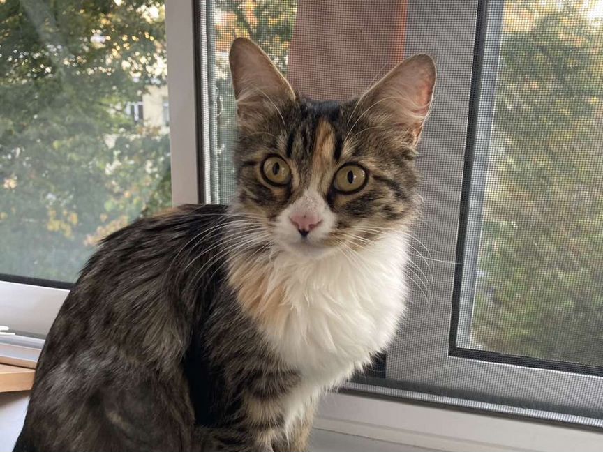 Кошечка средней пушистости