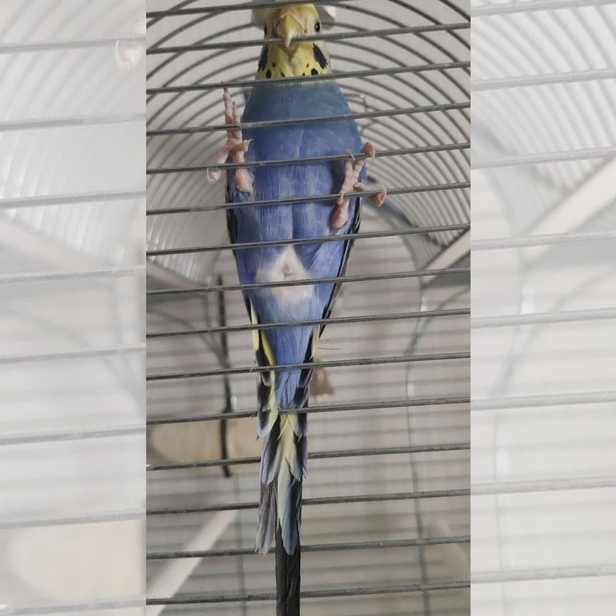 Волнистый попугай