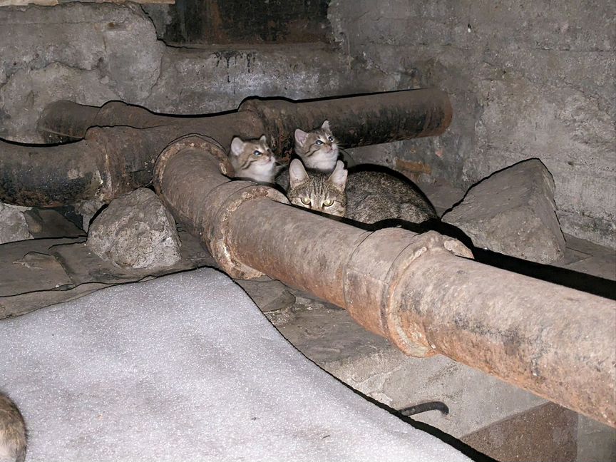 Кошка мама с котятами ищет дом