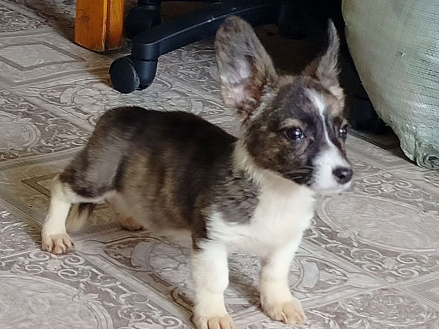 Шикарная девочка корги Кардиган