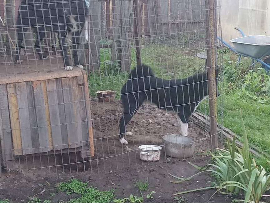 Продаю собаки лайки парочка мальчик и девочку