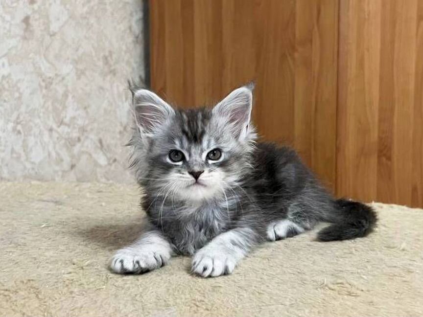 Мейн-кун котёнок-кошка, голубая серебристая