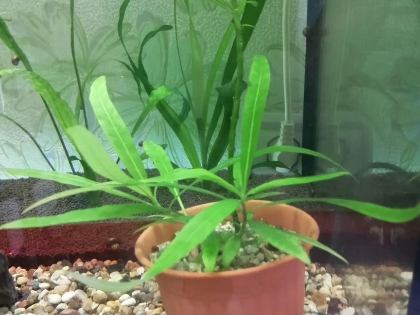 Аквариумные растения