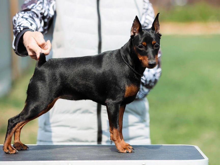 Щенки цвергпинчера