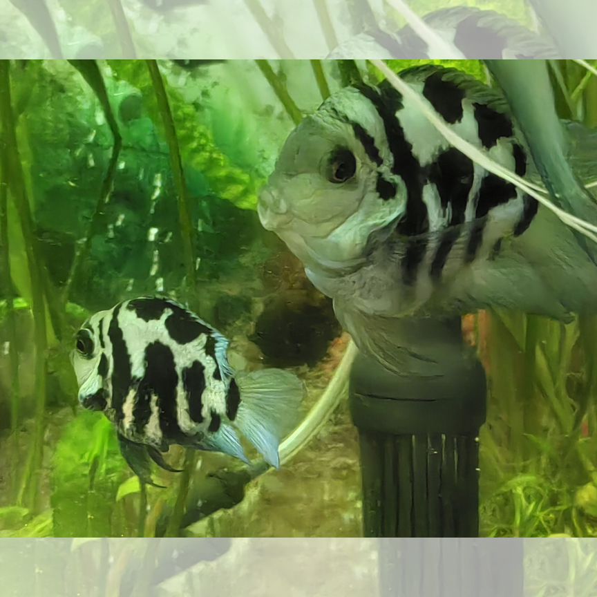 Рыбы попугаи сапфировый