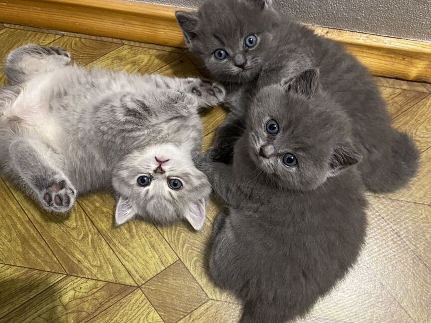 Британская