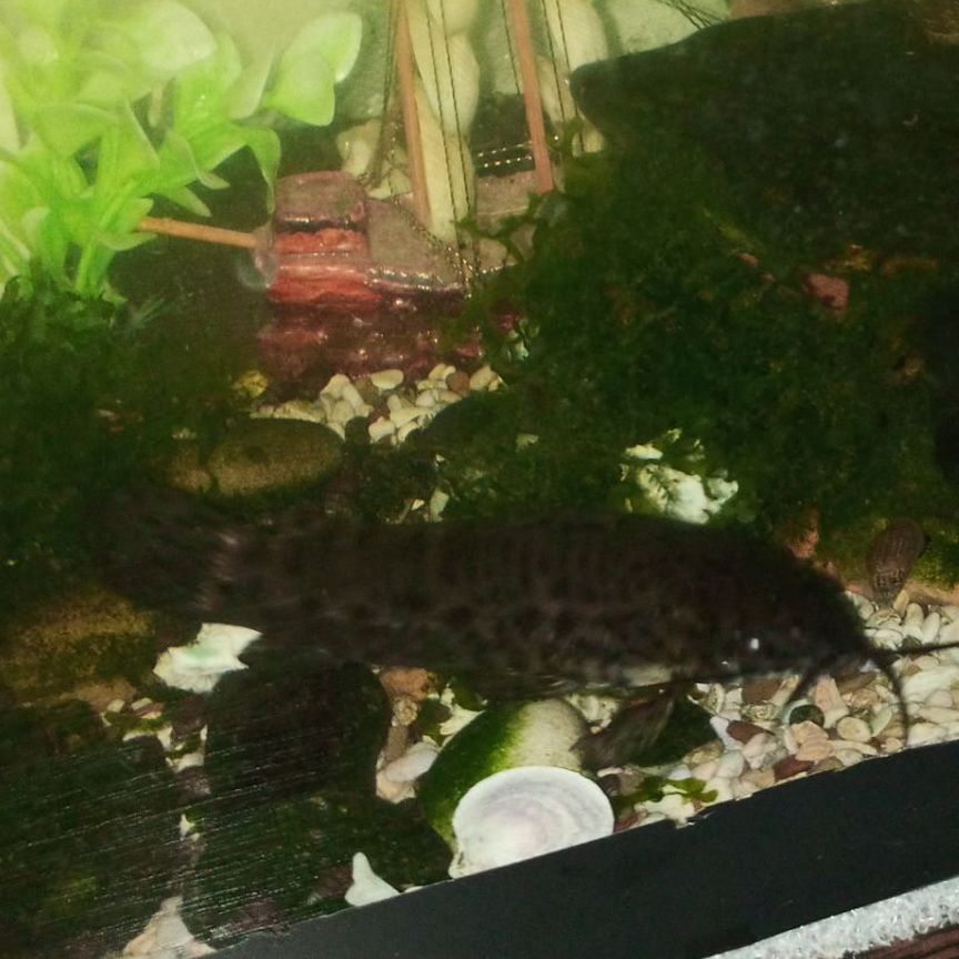 Сомик таракатум