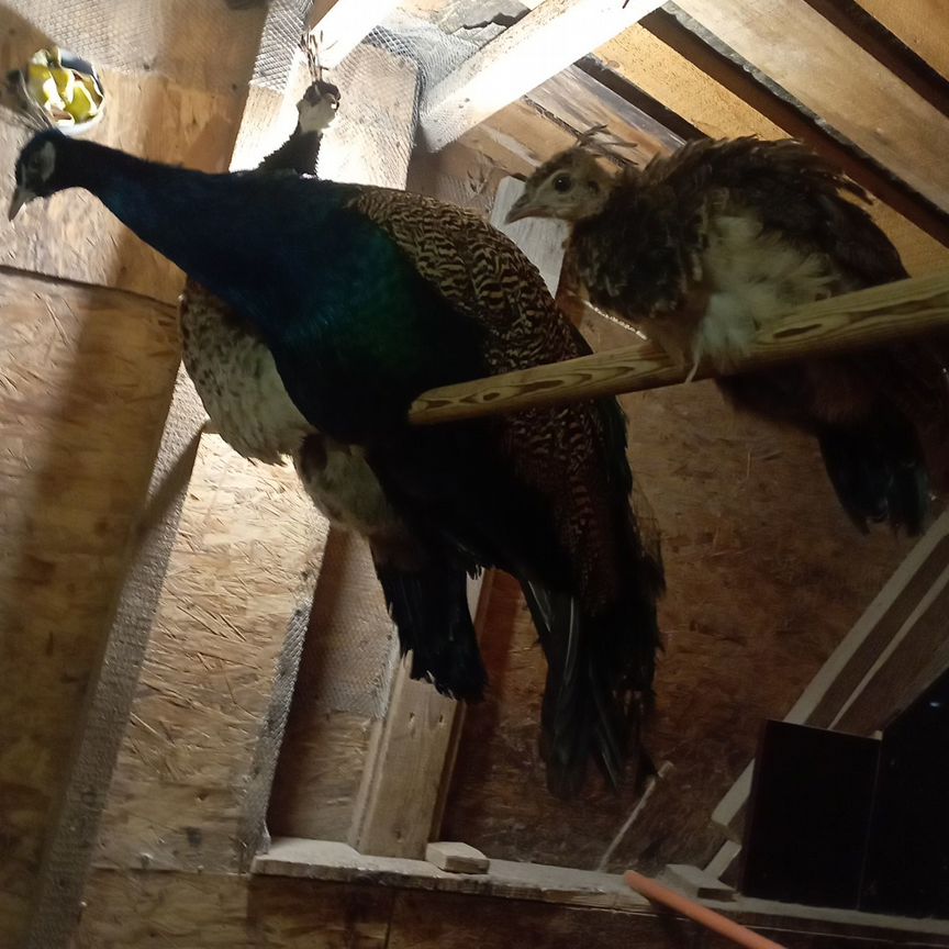 Цыплята цесарки в лен обл