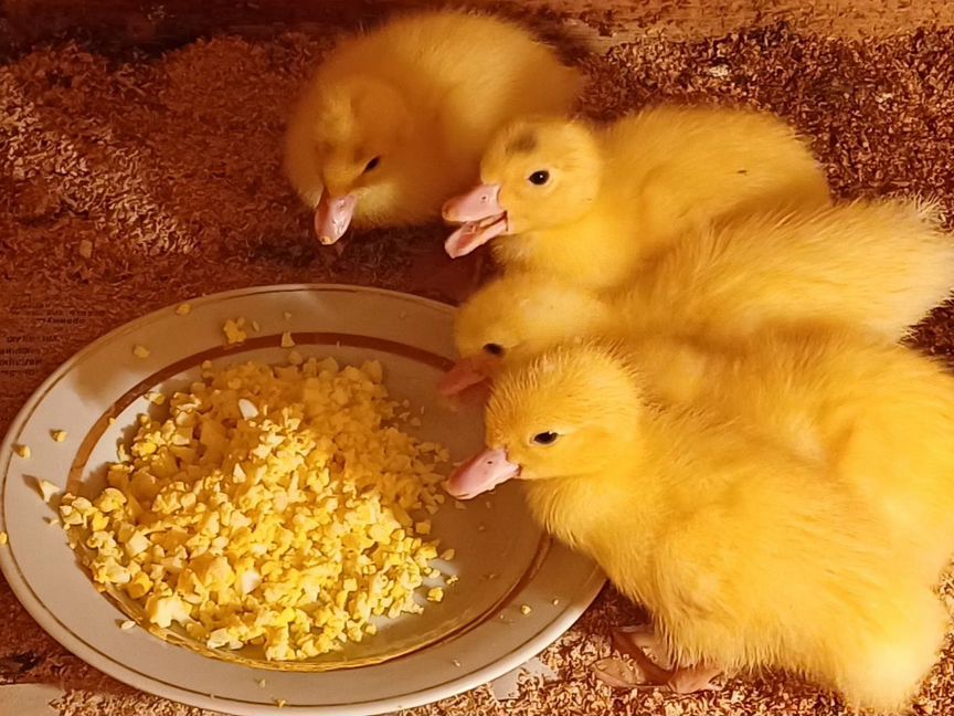 Индоутята (утята мускускусной утки)