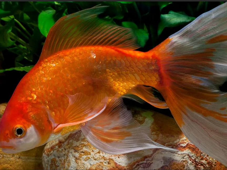 Рыбки золотые. Шубункин