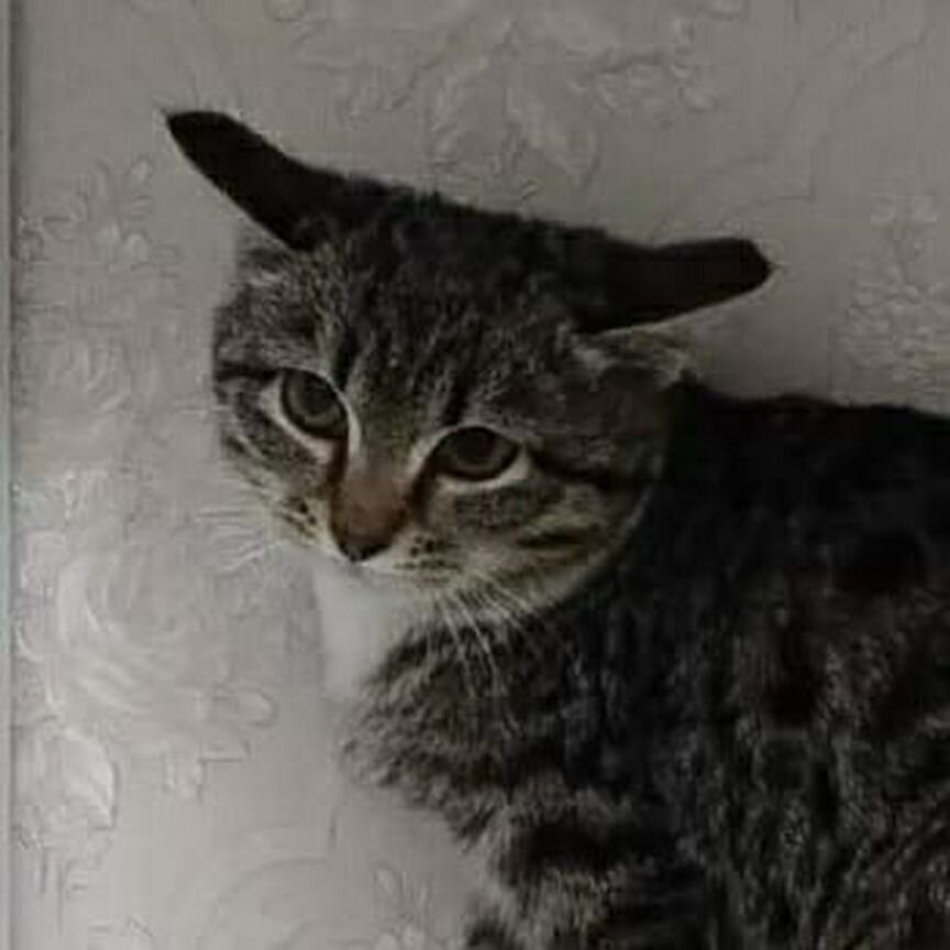 Котенок-девочка, очень нуждается в семье