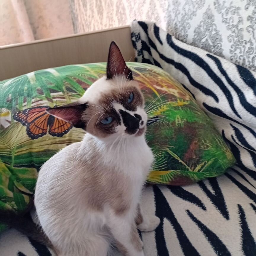 Продам сфинкса