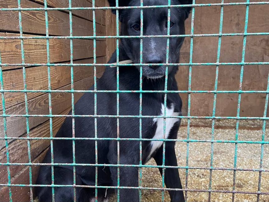 Собака по кличке Париж ищет дом Новые фото