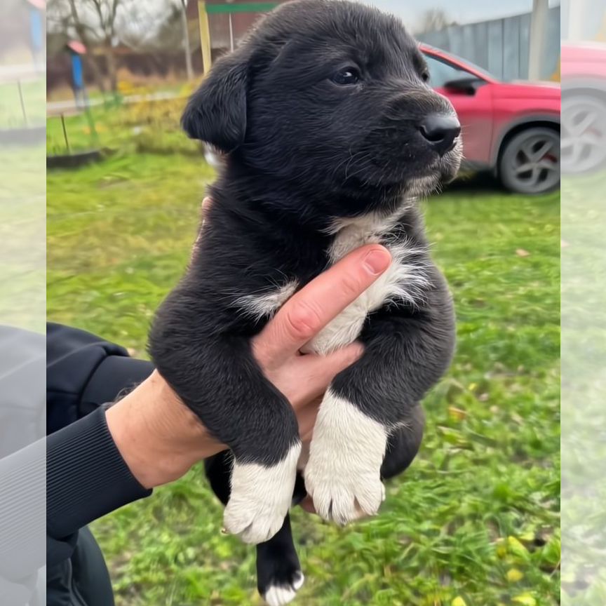 Щенок в добрые руки