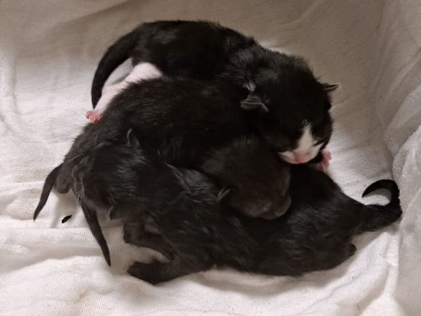 Котята черныши