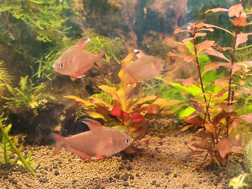 Рыбки для аквариума 30+ литров