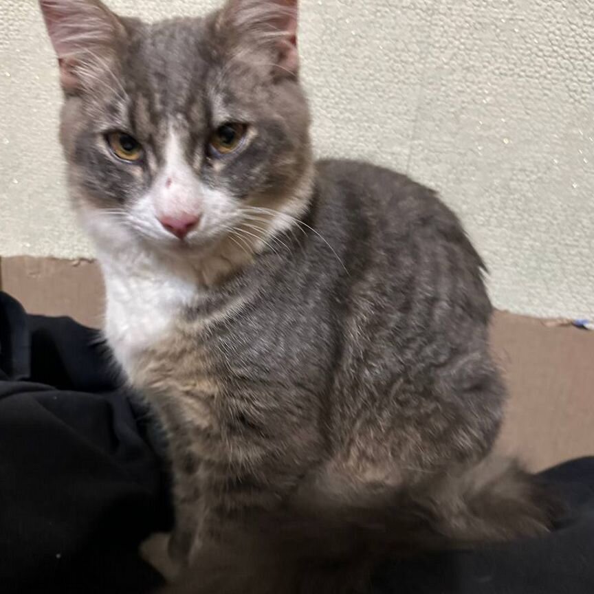 Котик