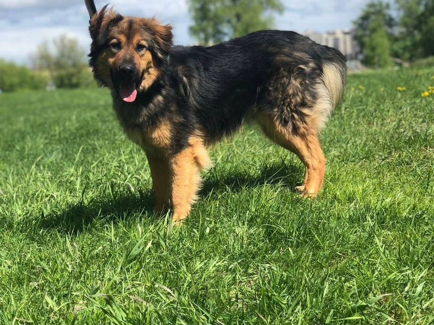 Собака в добрые руки