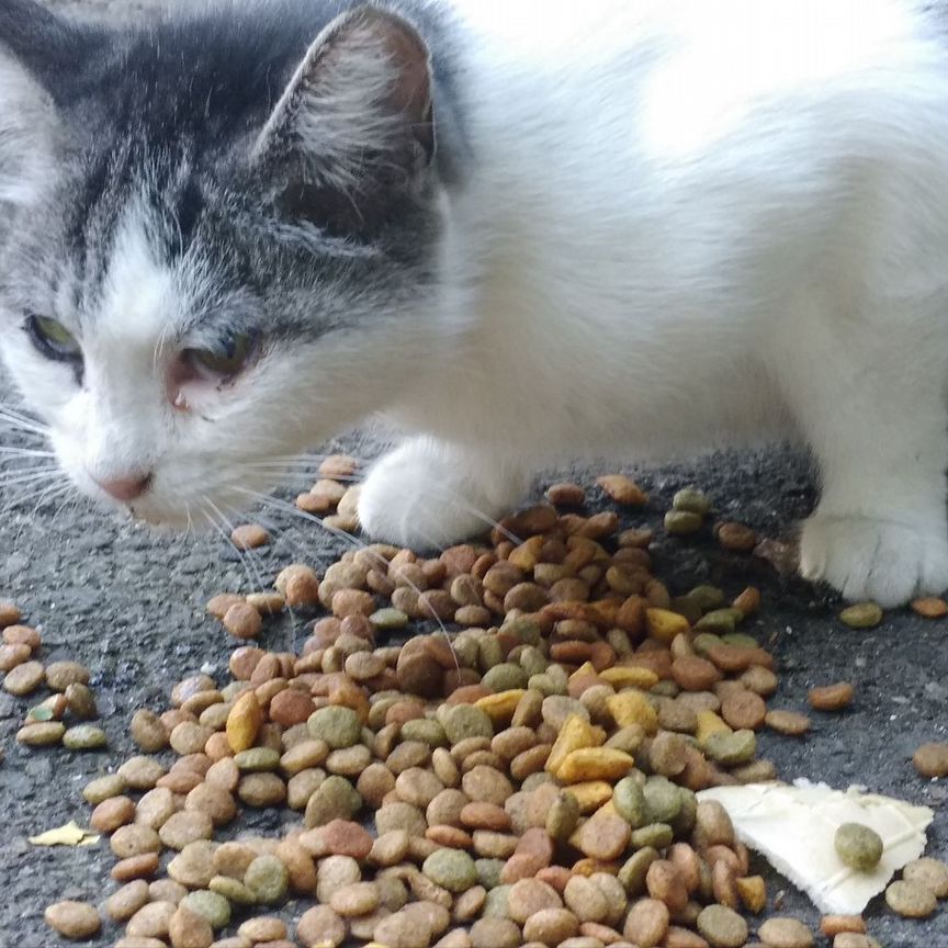Кошка и котята