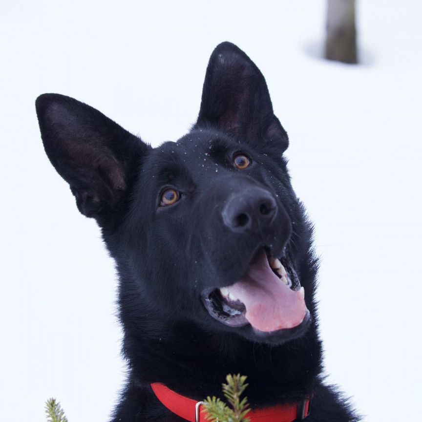 Черная немецкая овчарка