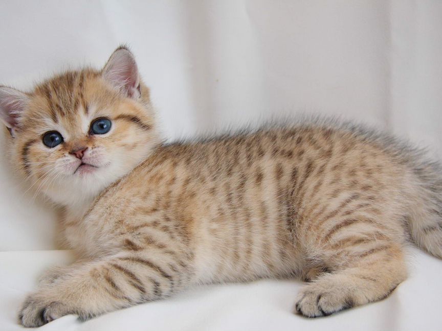 Британские котята редких окрасов