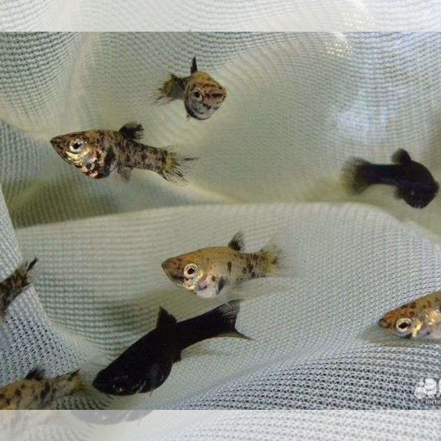 Аквариумные рыбки