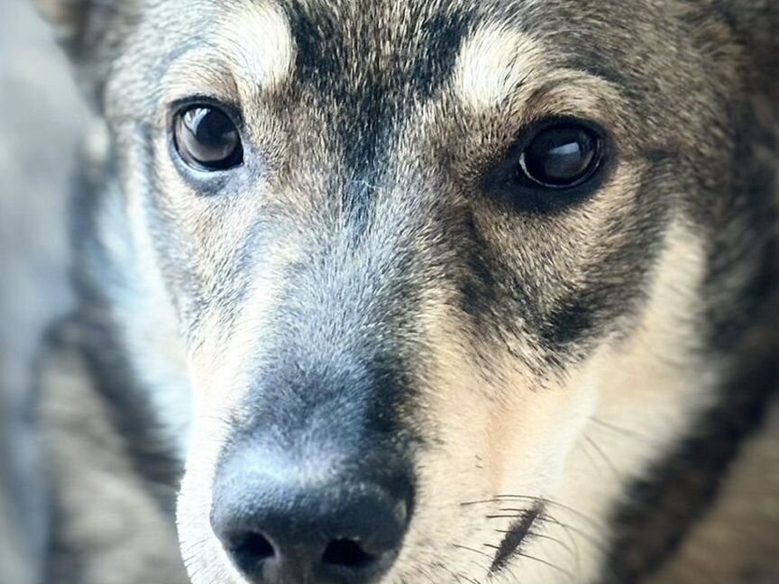 Отдаю собаку в добрые руки бесплатно