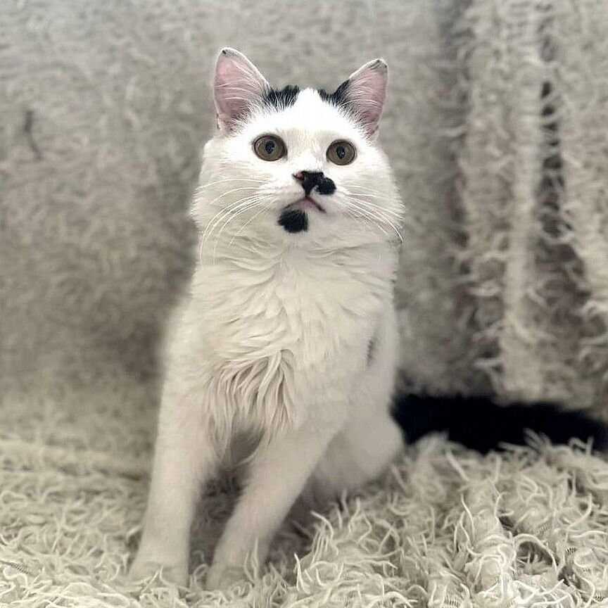 Котенок подобрашка ищет дом