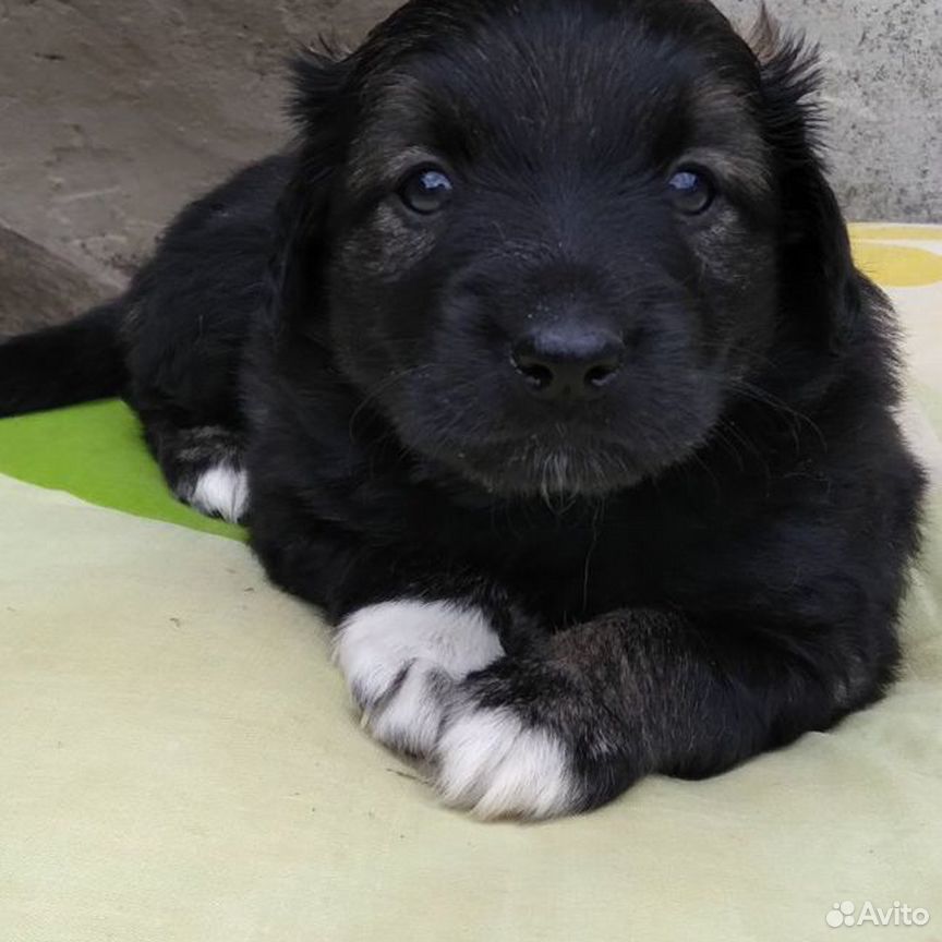 Щенки ищут дом