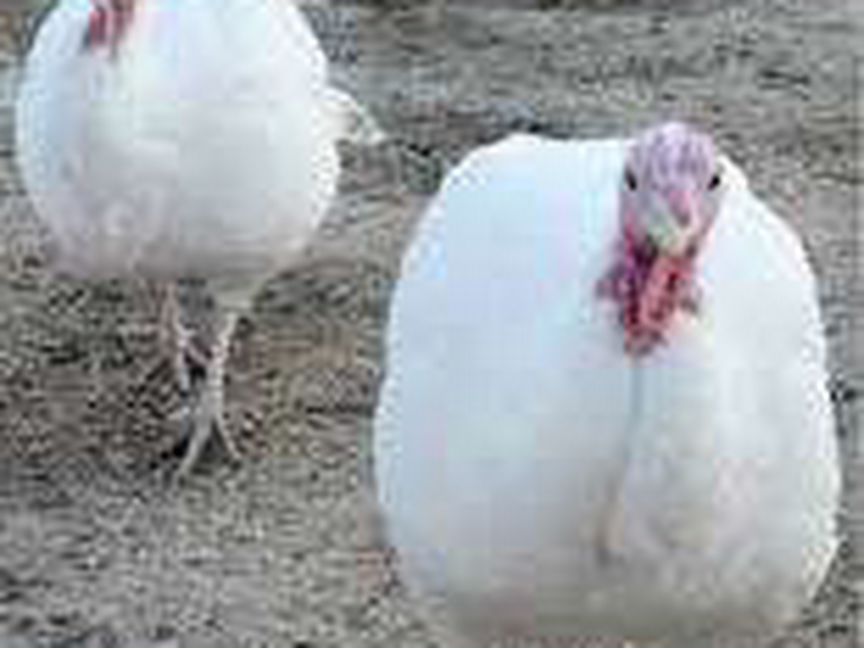 Продам индюков белая Широкогрудая