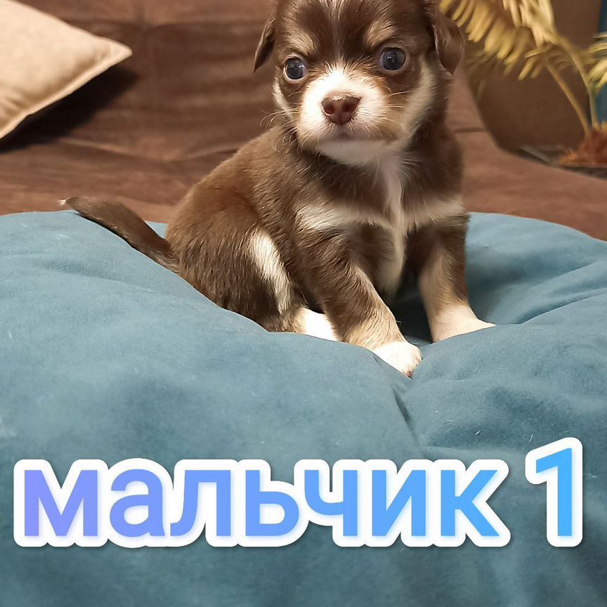 Домашние животные собаки щенки
