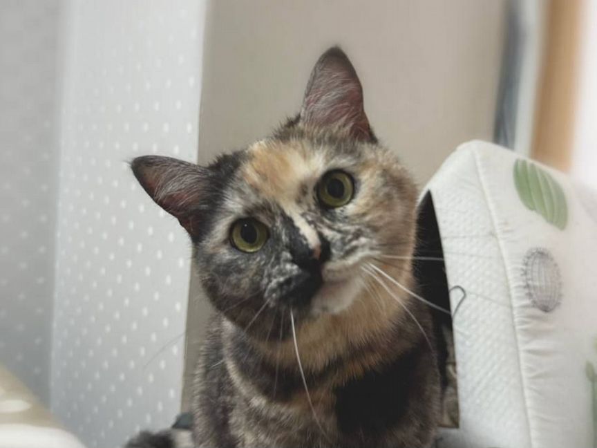 Прекрасная кошечка