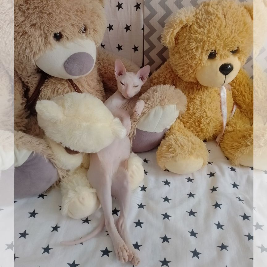 Канадский сфинкс, взрослый кот