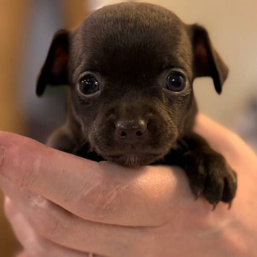 Чихуахуа, щенок