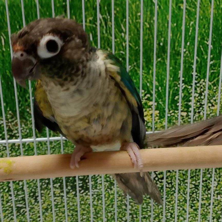 Попугай пиррура птенцы