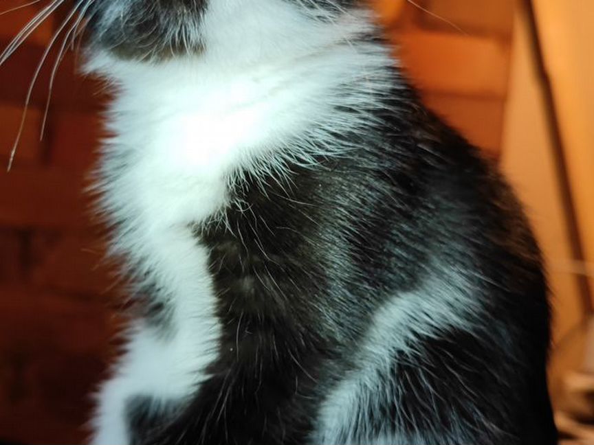 Древолазка гладкошерстная котейка