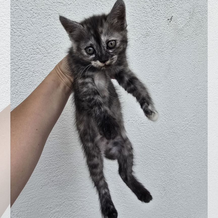 Котенок