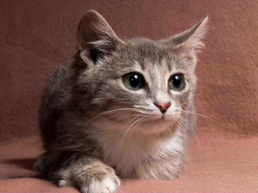 Котёночек в добрые руки