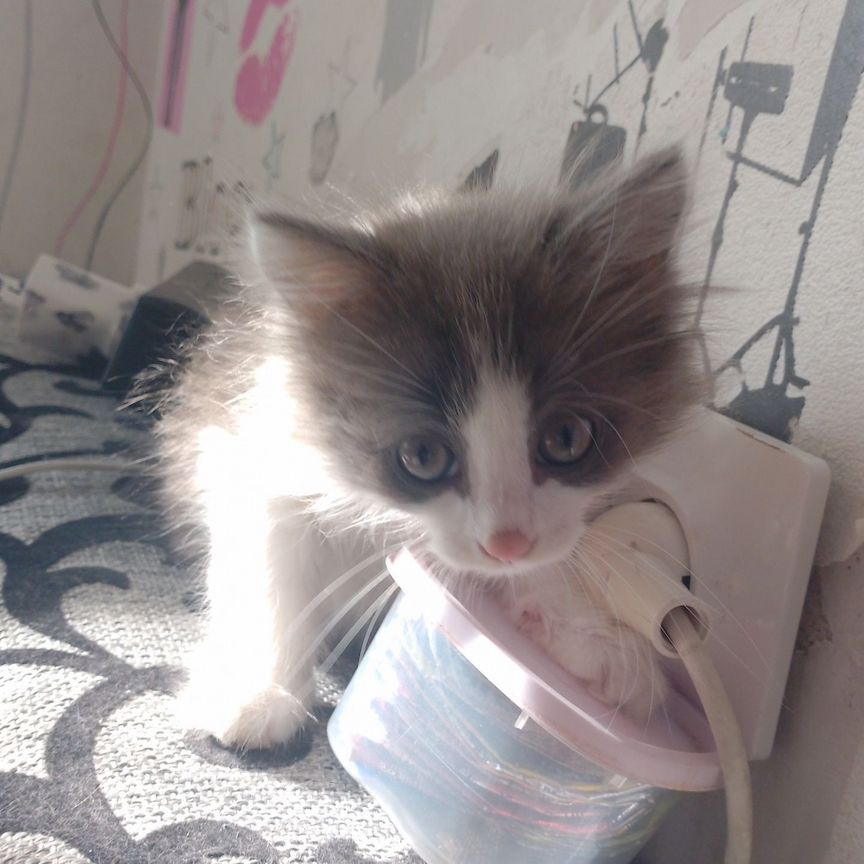 Бело серый котенок мальчик около двух месяцев