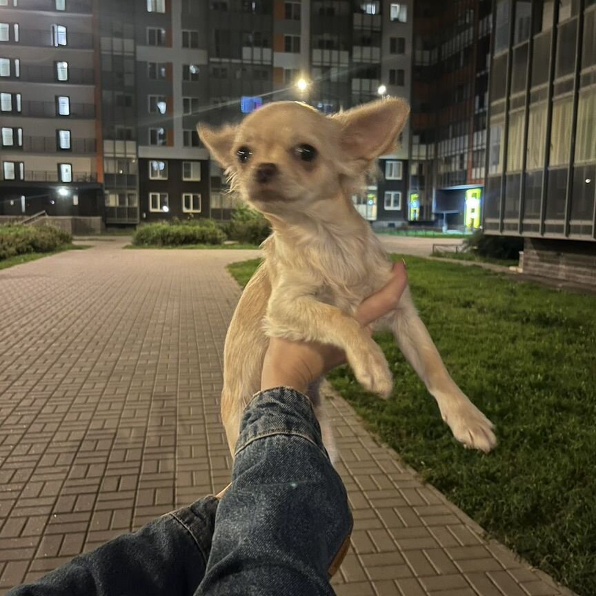 Чихуахуа