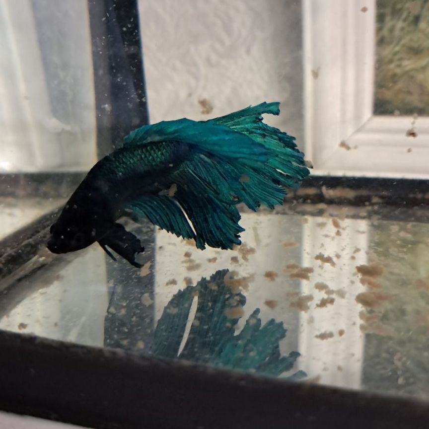 Рыбка петушок самец