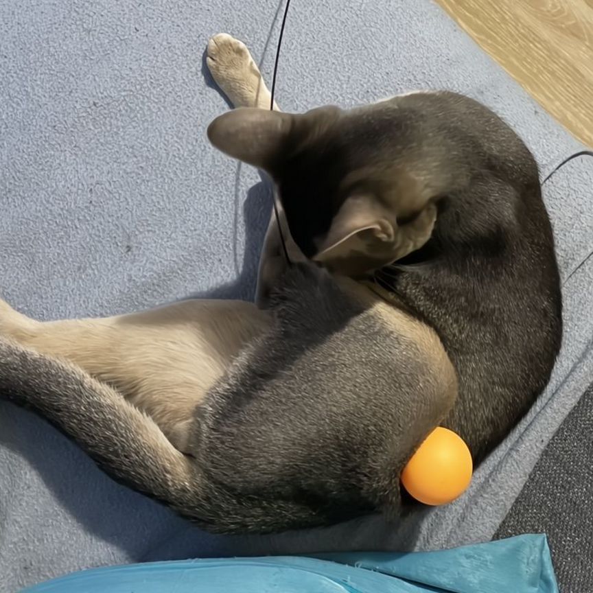 Абиссинский котёнок