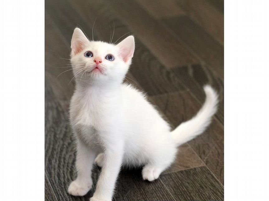 Котёнок турецкая агнора