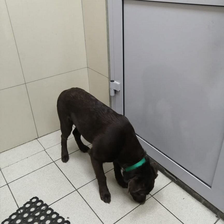 Щенок потеряшка