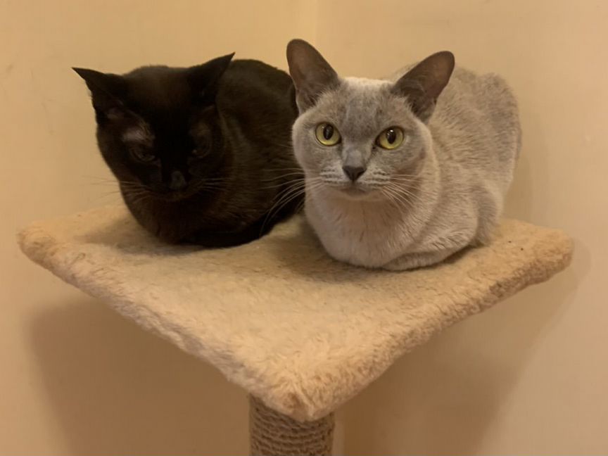 Бурманские кошки