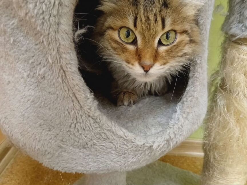 В добрые руки кошечка