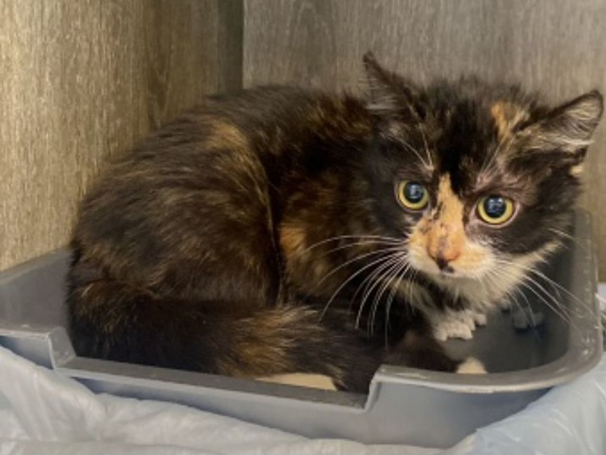 Трехцветный котенок 3 месяца