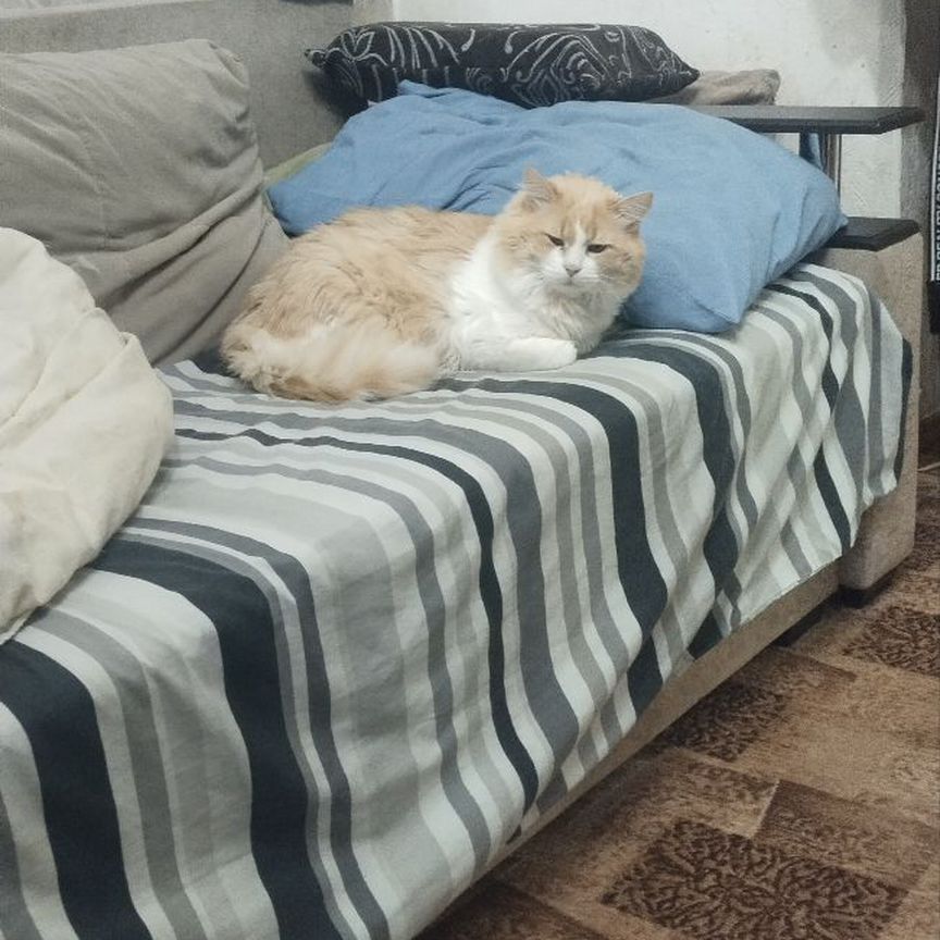 Кот боярин(кот депутата)